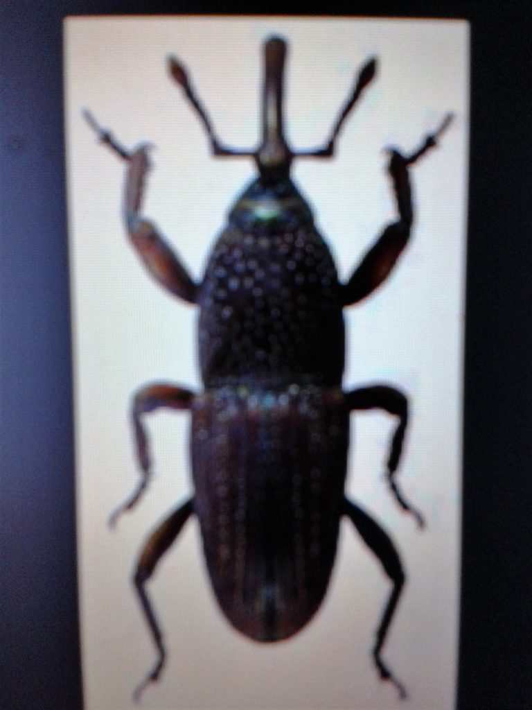 Torretje of kevertje OngediertebestrijdingZaanstad