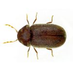 Broodkever > aantasting > overlast > 075-6168101