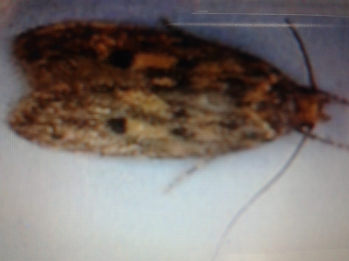 Bruine huismot > bestrijding > info - advies - afspraak.