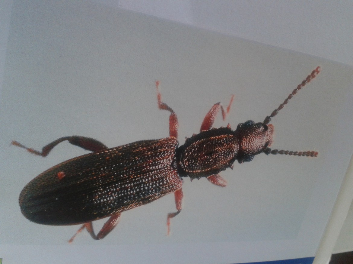 Getande graankever > aantasting > overlast > 075-6168101