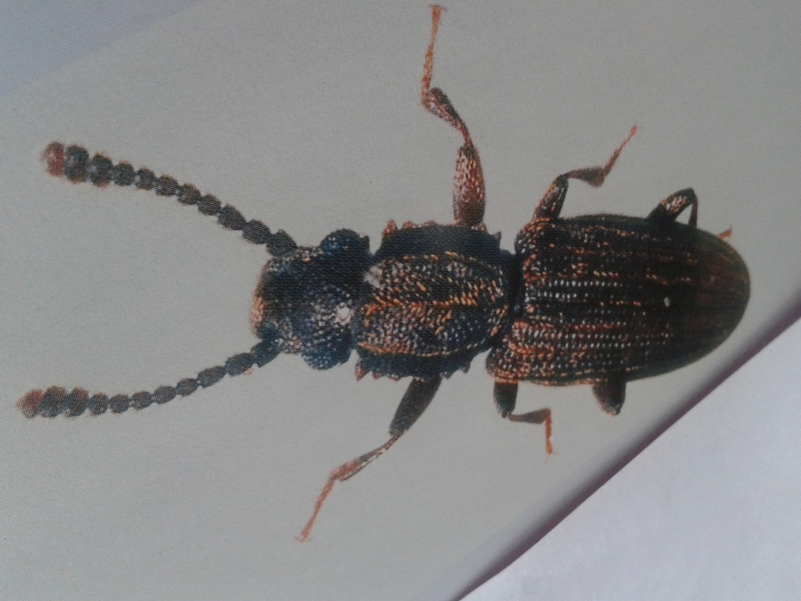 Getande notenkever > advies > info > afspraak.