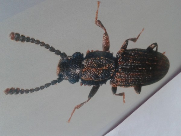 Getande notenkever > advies > info > afspraak.