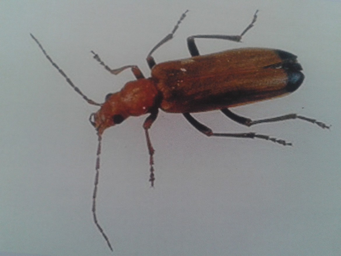 Heipaal kever > info > advies > afspraak