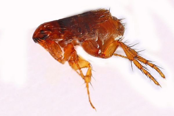 Vlooien bestrijding door Ongediertebestrijding Zaanstad