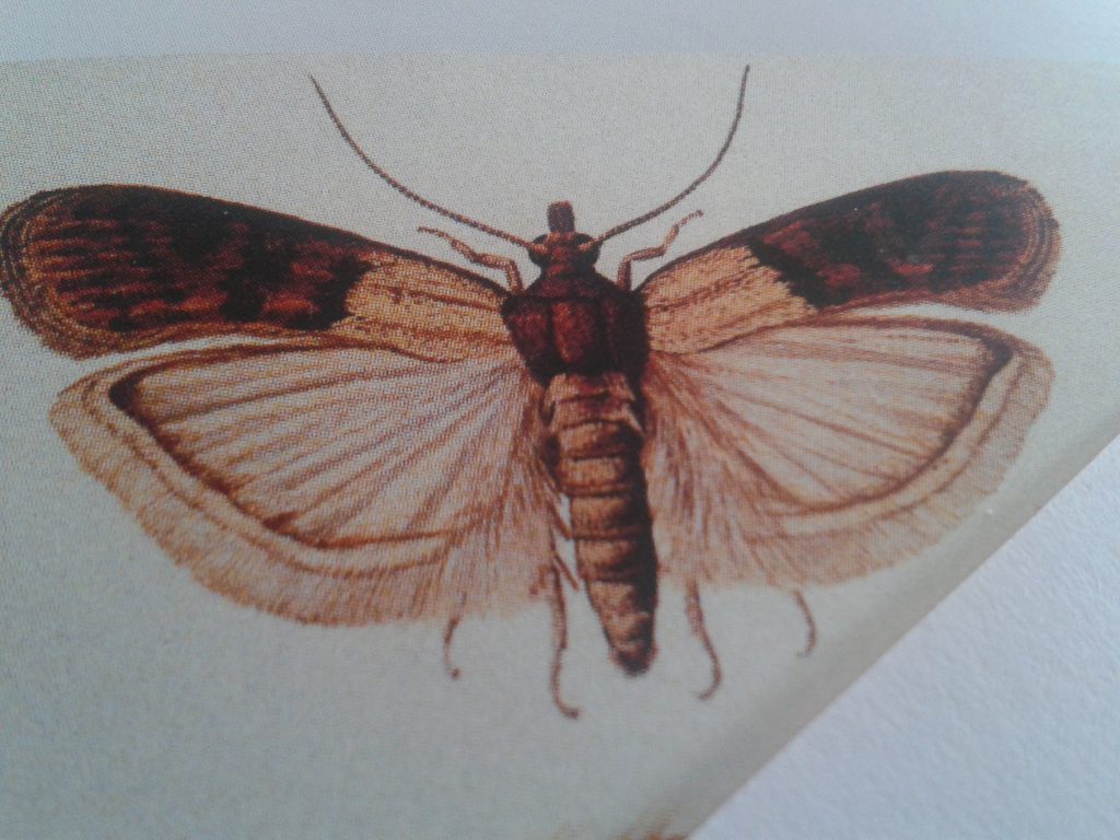 Vruchtmot bestrijding > info > advies > afspraak