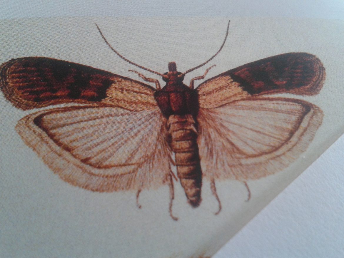 Vruchtmot bestrijding > info > advies > afspraak