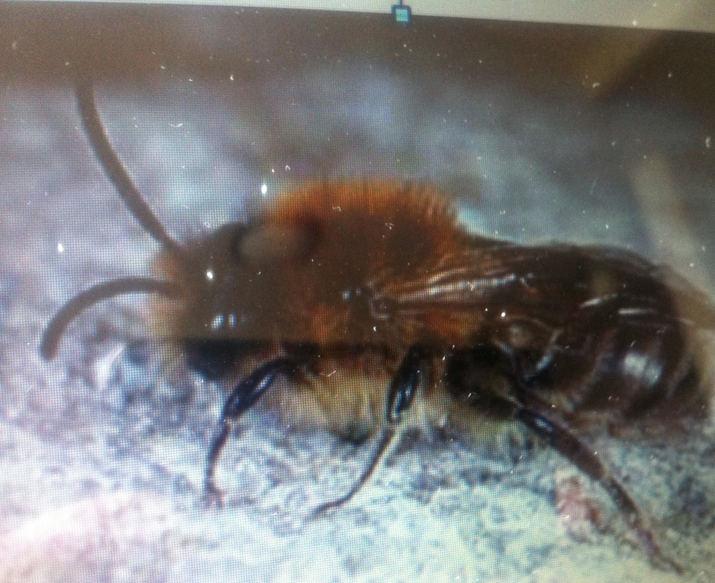 Zijdebij > Ongediertebestrijding Zaanstad