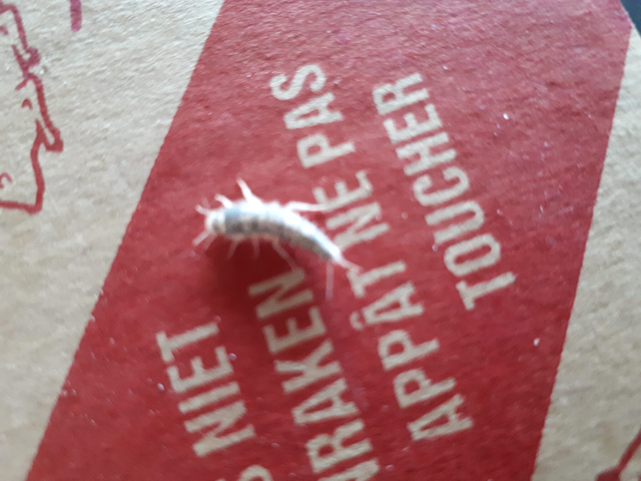 Papiervisjes bestrijden > hoe doe ik dat zelf > advies