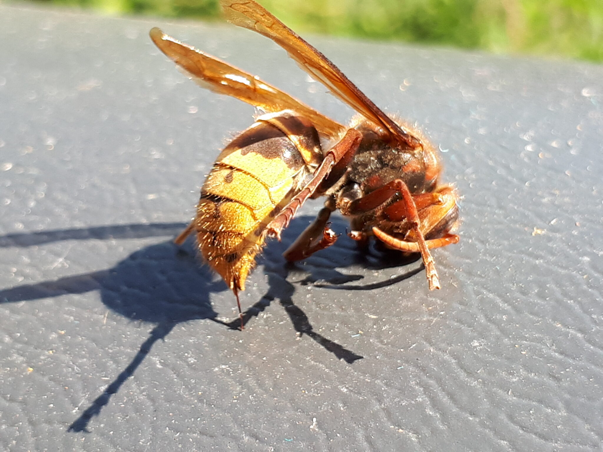 Overlast van wespen bel Ongediertebestrijding Zaanstad